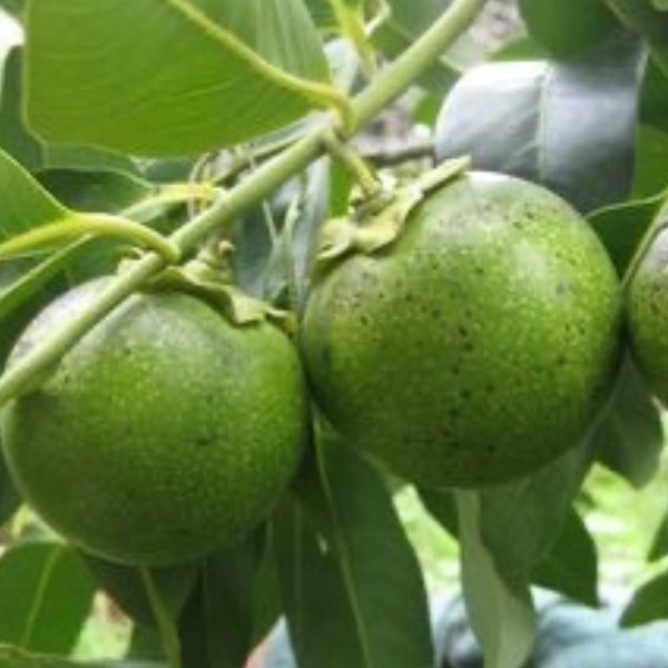 Black Sapote Tree - Etsy