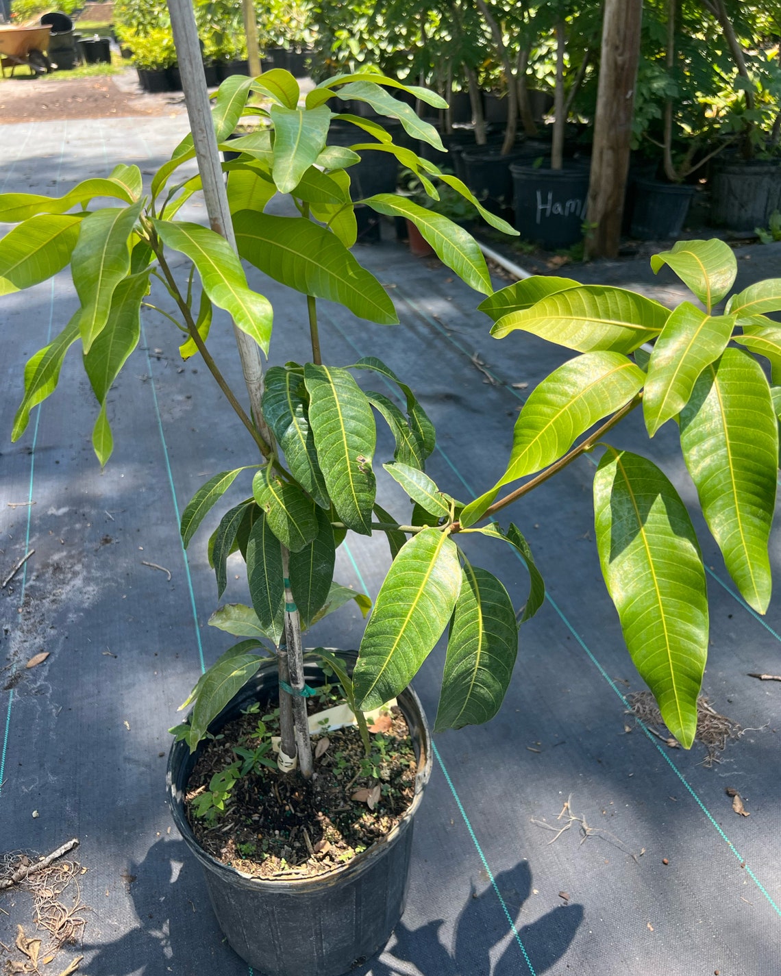 Valencia Pride Mango 3ft Grafted Tree. Shipping With 3gl Pot ( No ...