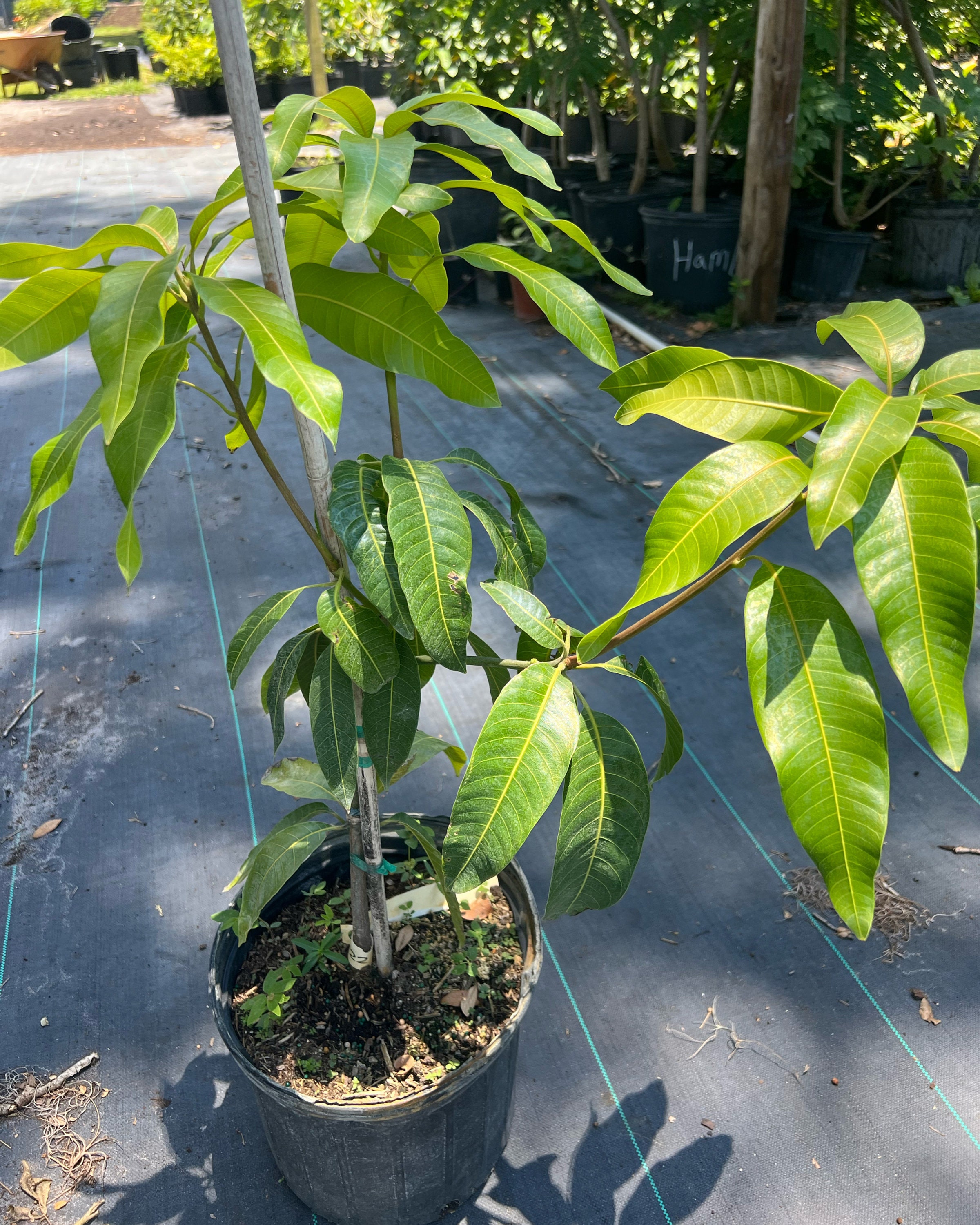 Valencia Pride Mango 3ft Grafted Tree. Shipping With 3gl Pot No ...