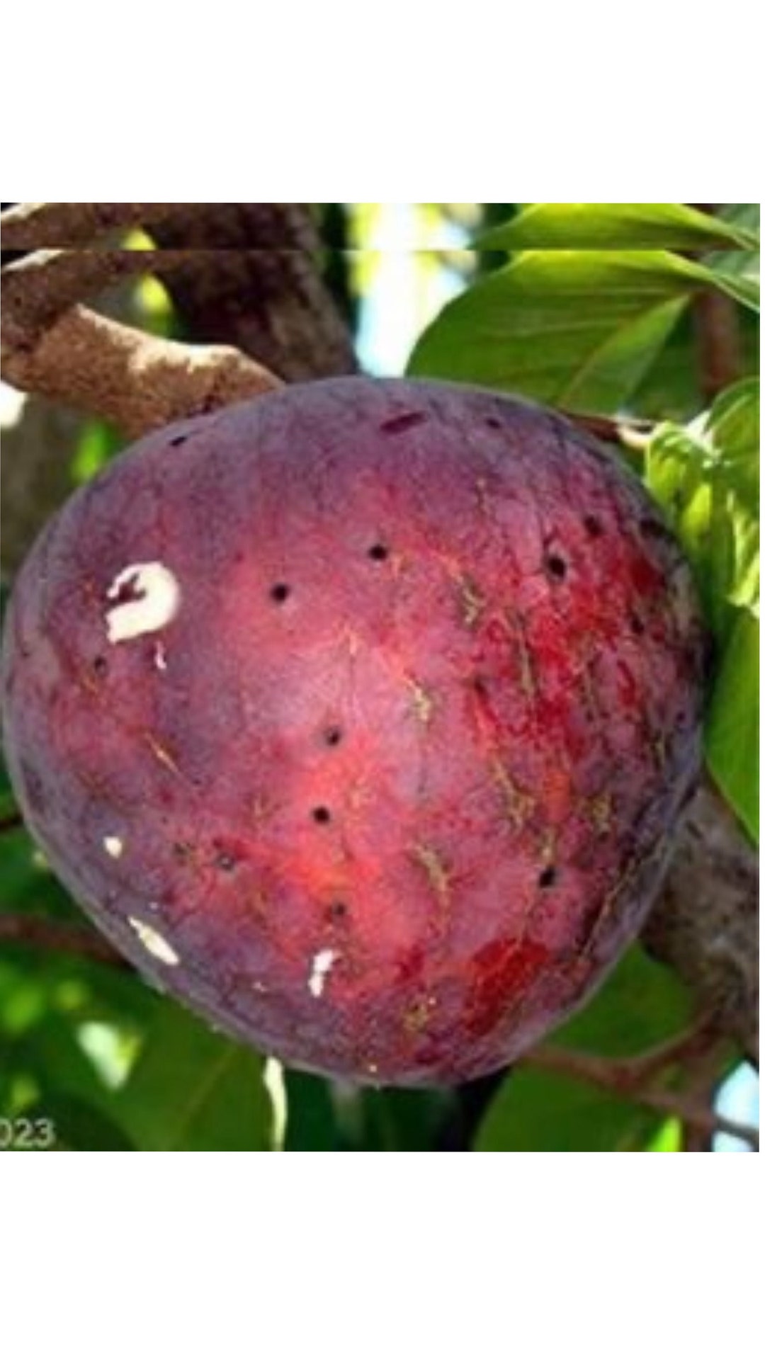 Red Custard Apple Tree - Annona Reticulata -3ft Tall, No Ship to CA. - Etsy