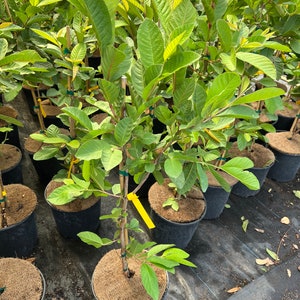 Kilo Guava Tree 3ft to 4ft Tree (3gallon Pot) No Ship to Ca. - Etsy