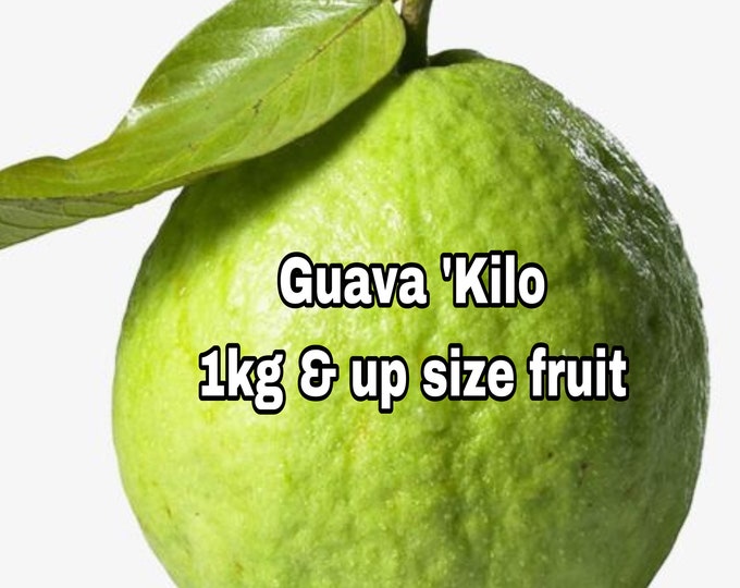 Chinese Guava Tree - 3 Gal - Etsy