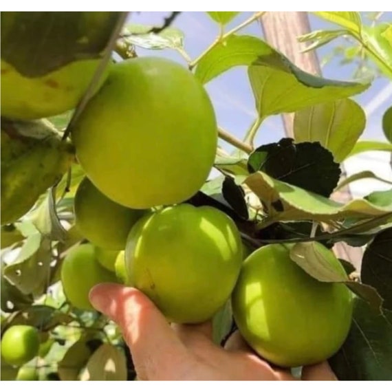 Jujube Tree