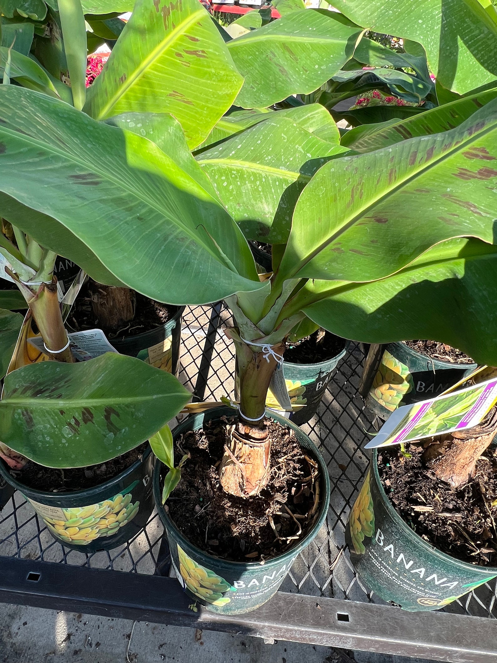 Dwarf Cavendish Banana Tree Almost 2ft Tree. - Etsy