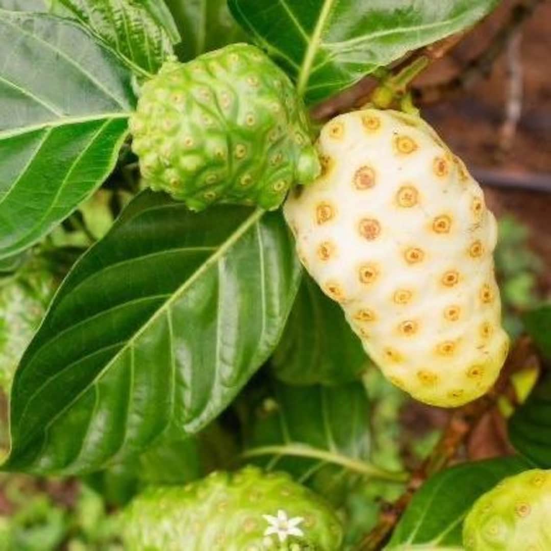 Hawaiian Organic Noni Tree 1ft & Up - Etsy