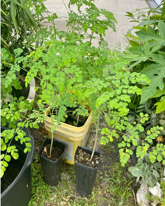 Moringa Tree