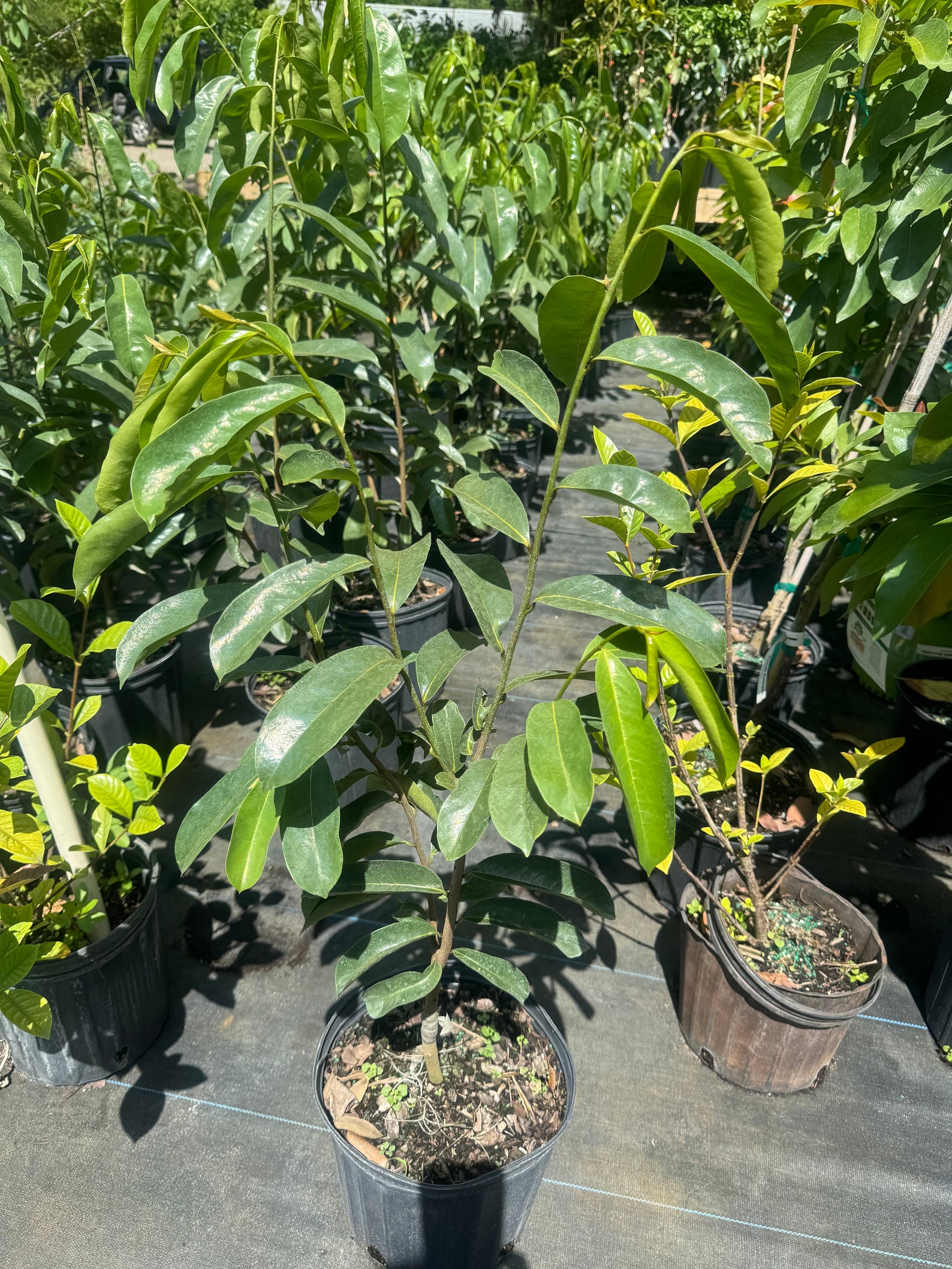 Caimito Purple Star Apple Air Layered 3-4ft Tall Tree. No Shipping Ca ...