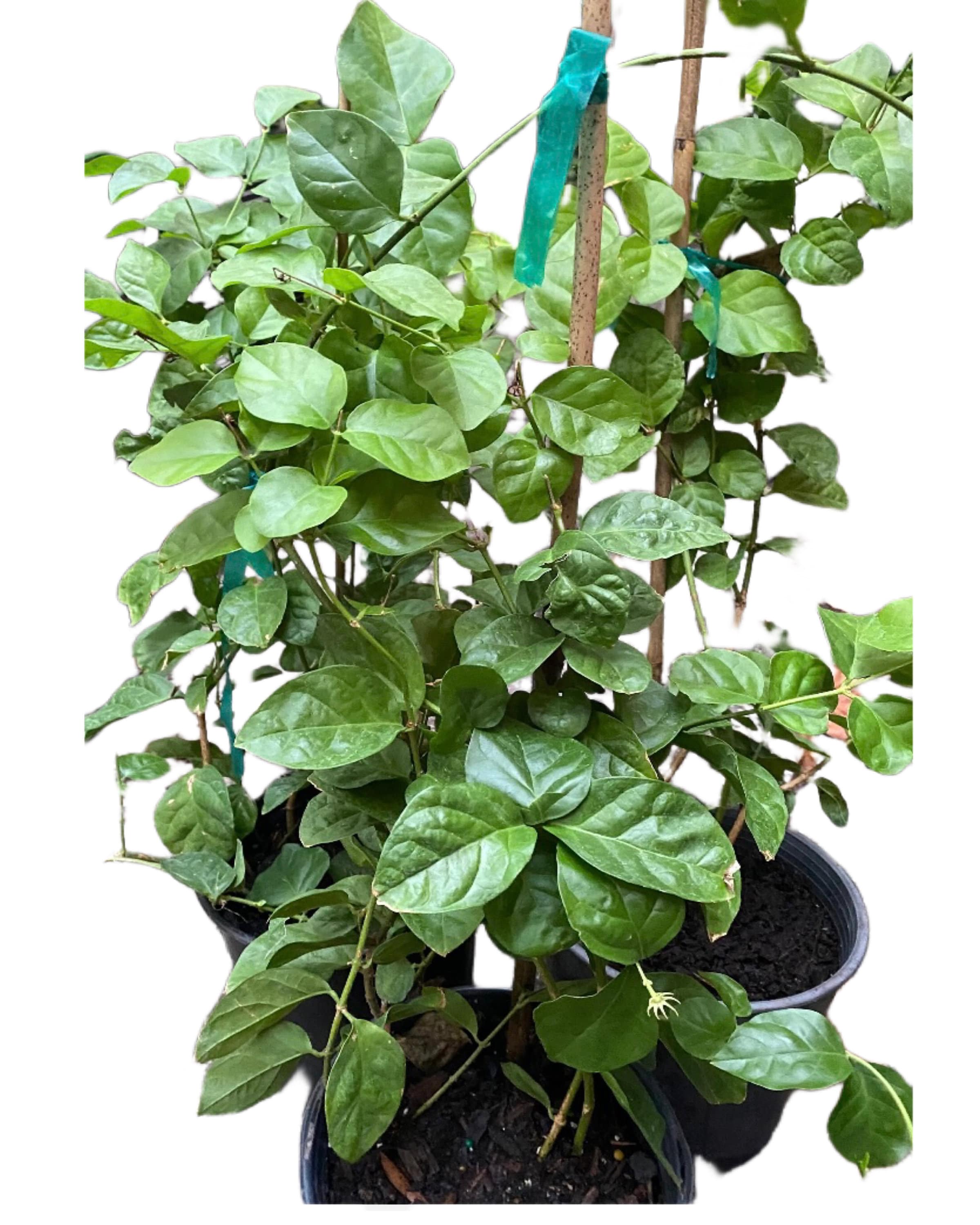 Arabic Jasmine Plants, One Gl Pot. No Ship to CA. - Etsy