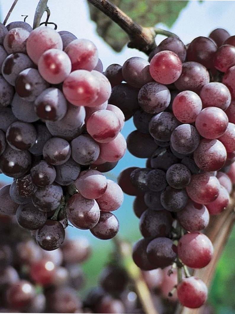 Flame Seedless Red Grape CATAWBA GRAPE Almost 3ft Vine . - Etsy