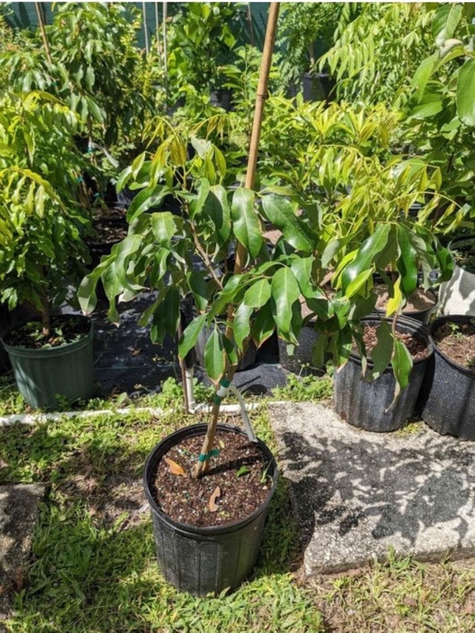 Lychee Tree Mauritius Air Layered 3ft Tree - Etsy