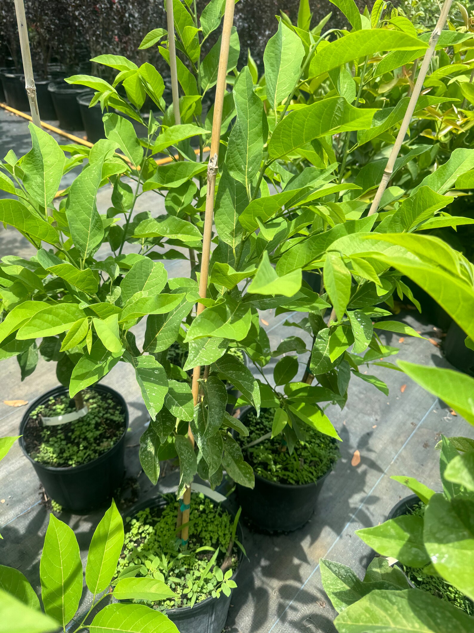 Organic Sugar Apple/ Custard Apple Tree 3ft Tall Trees. ( No Shipping ...