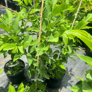 Organic Sugar Apple/ Custard Apple Tree 3ft Tall Trees. ( No Shipping ...
