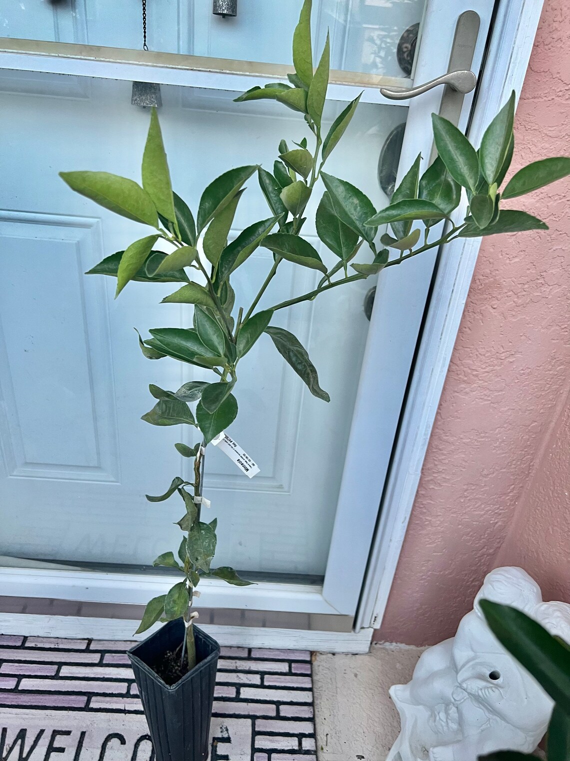 Minneola Tangelo 3ft Tall Grafted Tree ( No Shipping CA) - Etsy