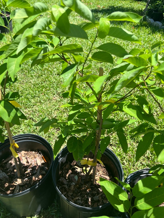 Custard Apple Tree
