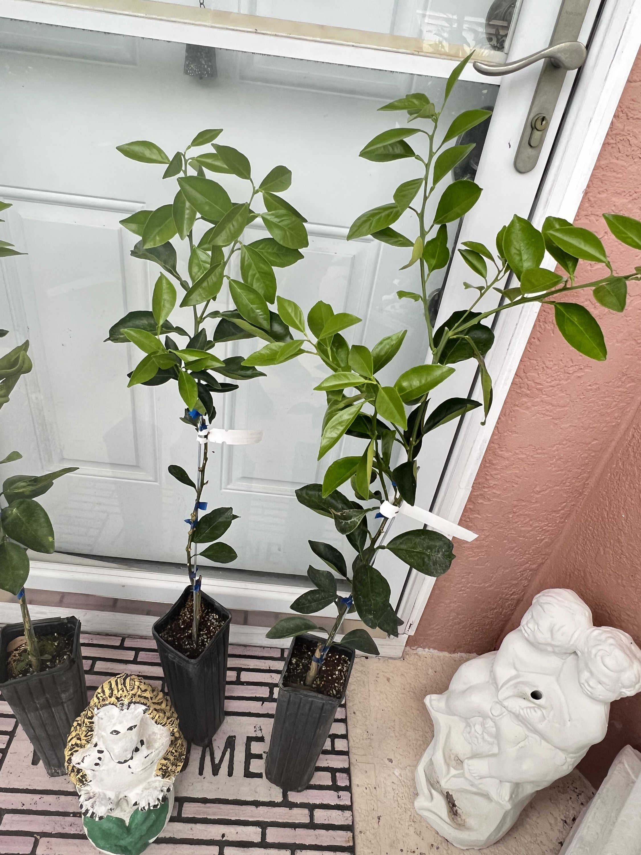 Navel Orange Grafted Tree 3ft Tall Tree. No Shipping to CA. - Etsy