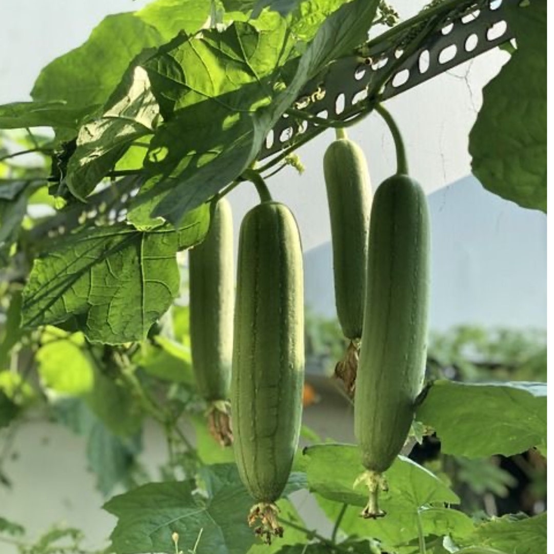 Luffa ,smooth Patola, Sponge Gourd..grow Your Own Luffa 30+seeds. - Etsy