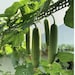 Luffa ,smooth Patola, Sponge Gourd..grow Your Own Luffa 30+seeds. - Etsy
