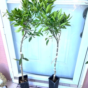 Fallglo Tangerine Grafted 3ft -4 Feet Tall ( No Shipping Ca) - Etsy