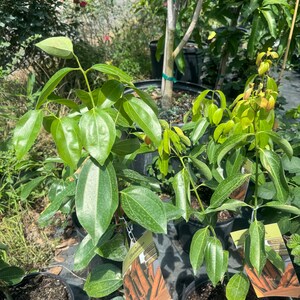 Cinnamon Tree Tree 2ft and up Air Layered 3gl Pot. No Shipping Ca. - Etsy