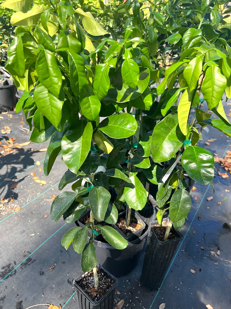 Grapefruit PUMMELO Grafted Tree 3ft Tall. (no Shipping CA. ) - Etsy