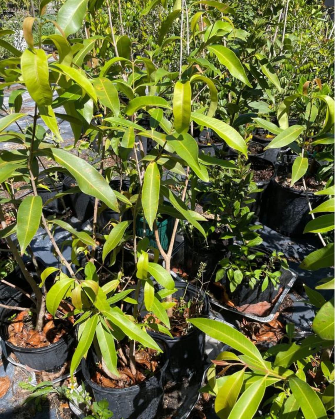 Malabar Plum (java Plum, Black Plum, Jamun) 4ft Tree Trees. No Shipping ...