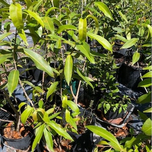 Malabar Plum (java Plum, Black Plum, Jamun) 4ft Tree Trees. No Shipping ...