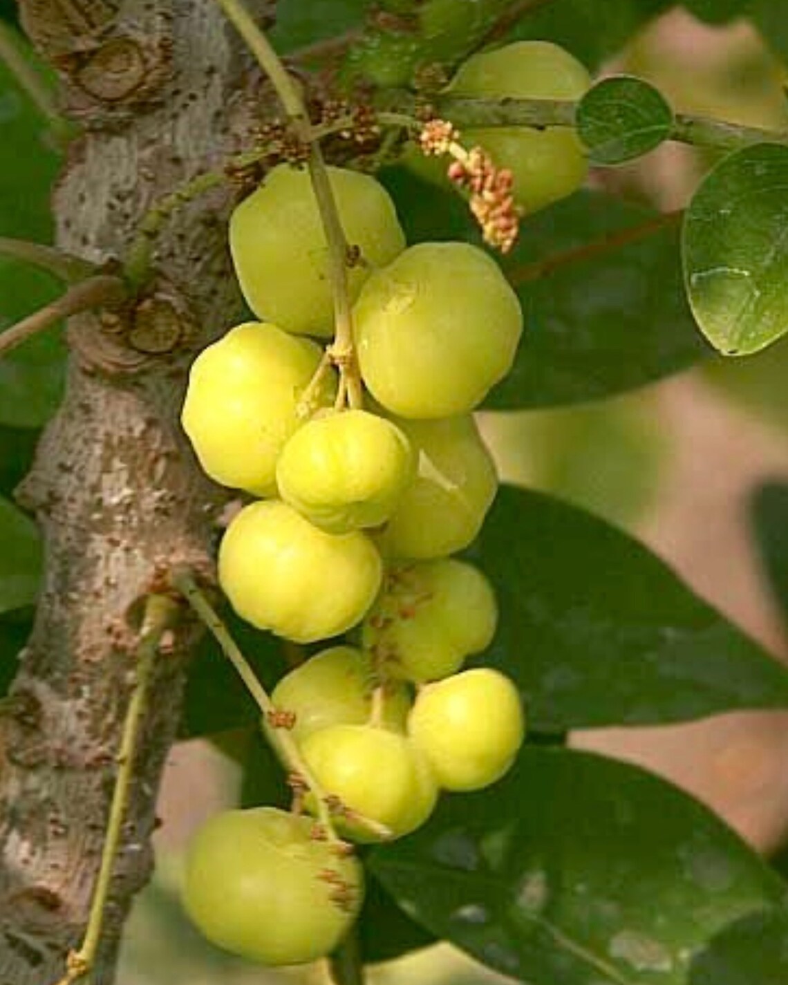 Star Gooseberry Tree 3ft Trees and Up. Get Fruit Soon. ( No Shipping CA ...