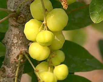 Star Gooseberry Tree - Etsy