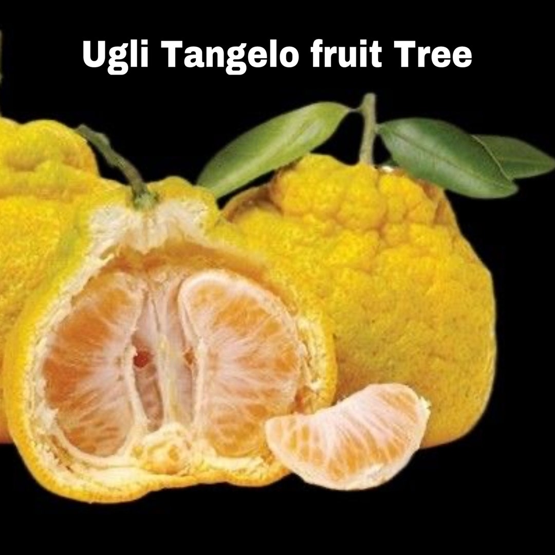 Grafted Ugli Tangelo Tree - 3ft Rare Citrus. No Ship to CA. - Etsy