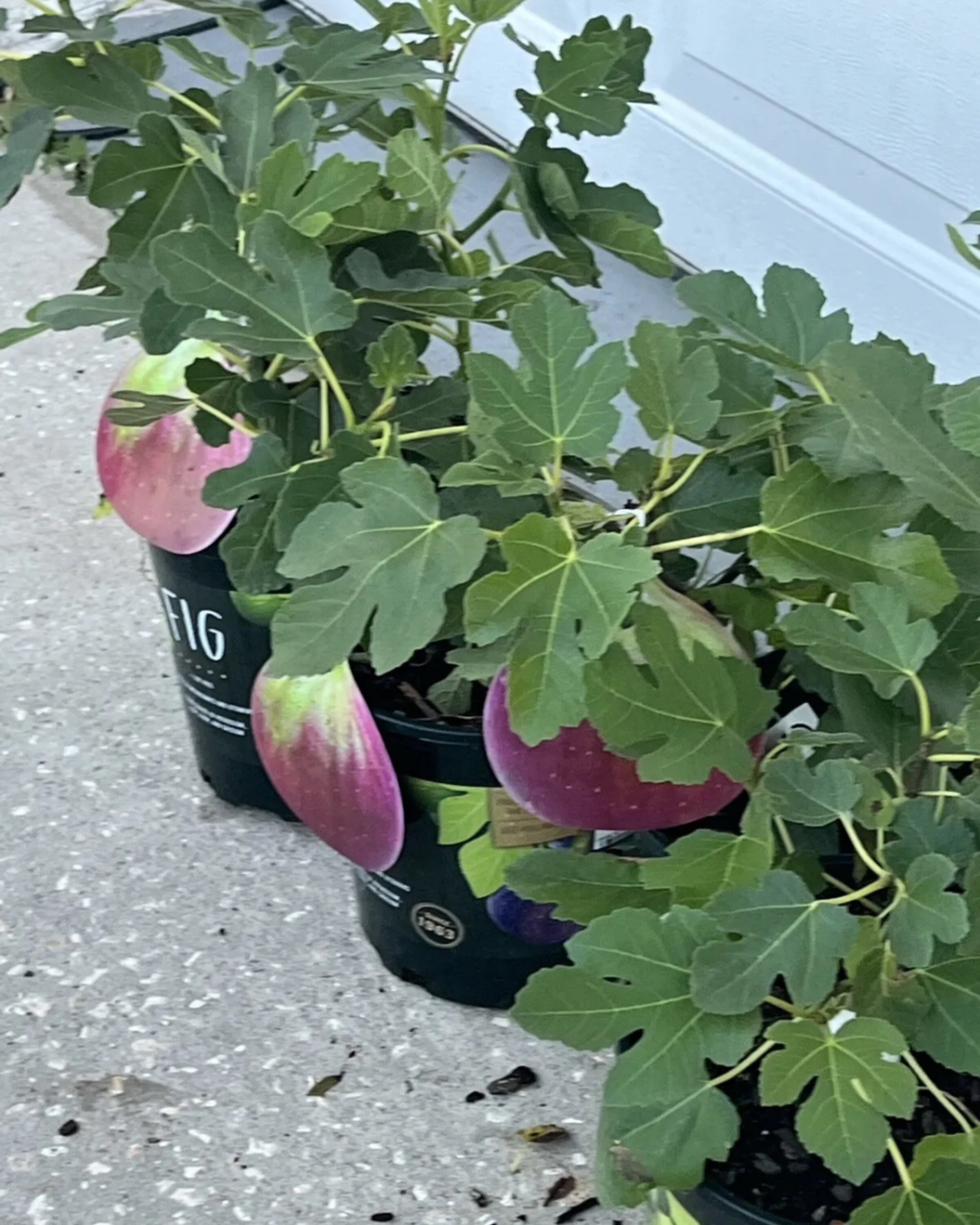 Dwarf Fig Tree( Beer’s Black) Almost 2ft.no Shipping CA - Etsy