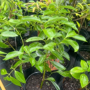 Cinnamon Tree Tree 2ft and up Air Layered 3gl Pot. No Shipping Ca. - Etsy