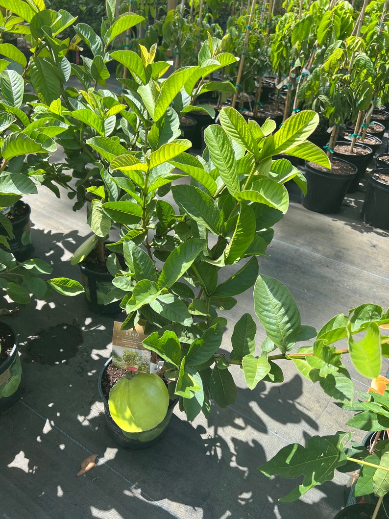 Mexican White Guava 3ft Air Layered Tree. No Ship to CA. - Etsy