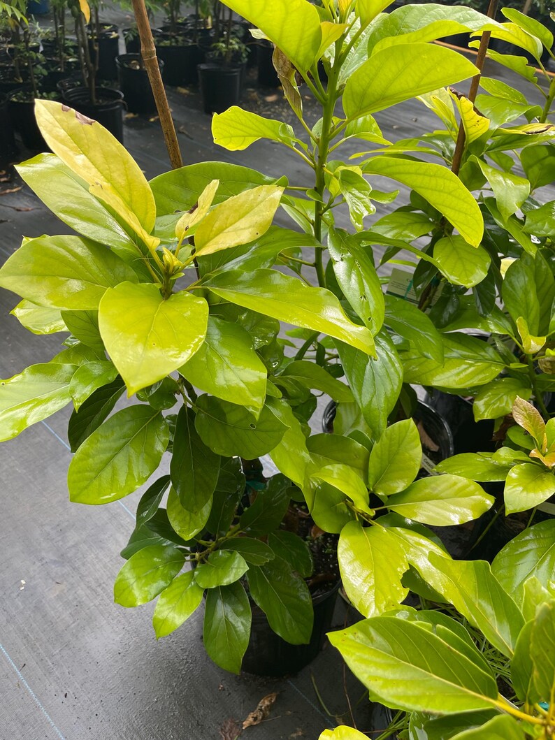 Avocado Tree: Air Layered Tree 3ft/ 4ft Grafted (fantastice Variety ...