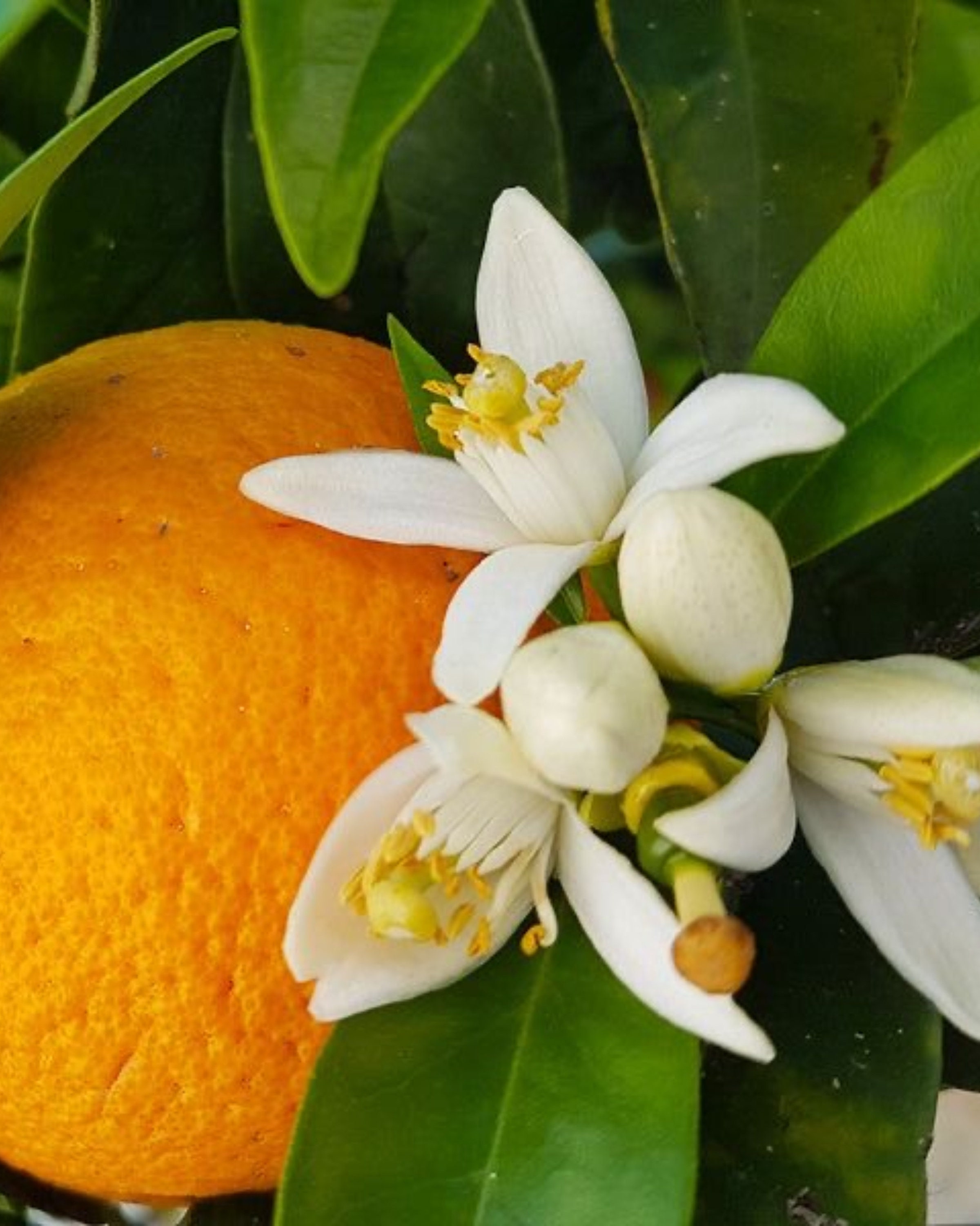 Navel Orange Grafted Tree 3ft Tall Tree. No Shipping to CA. - Etsy
