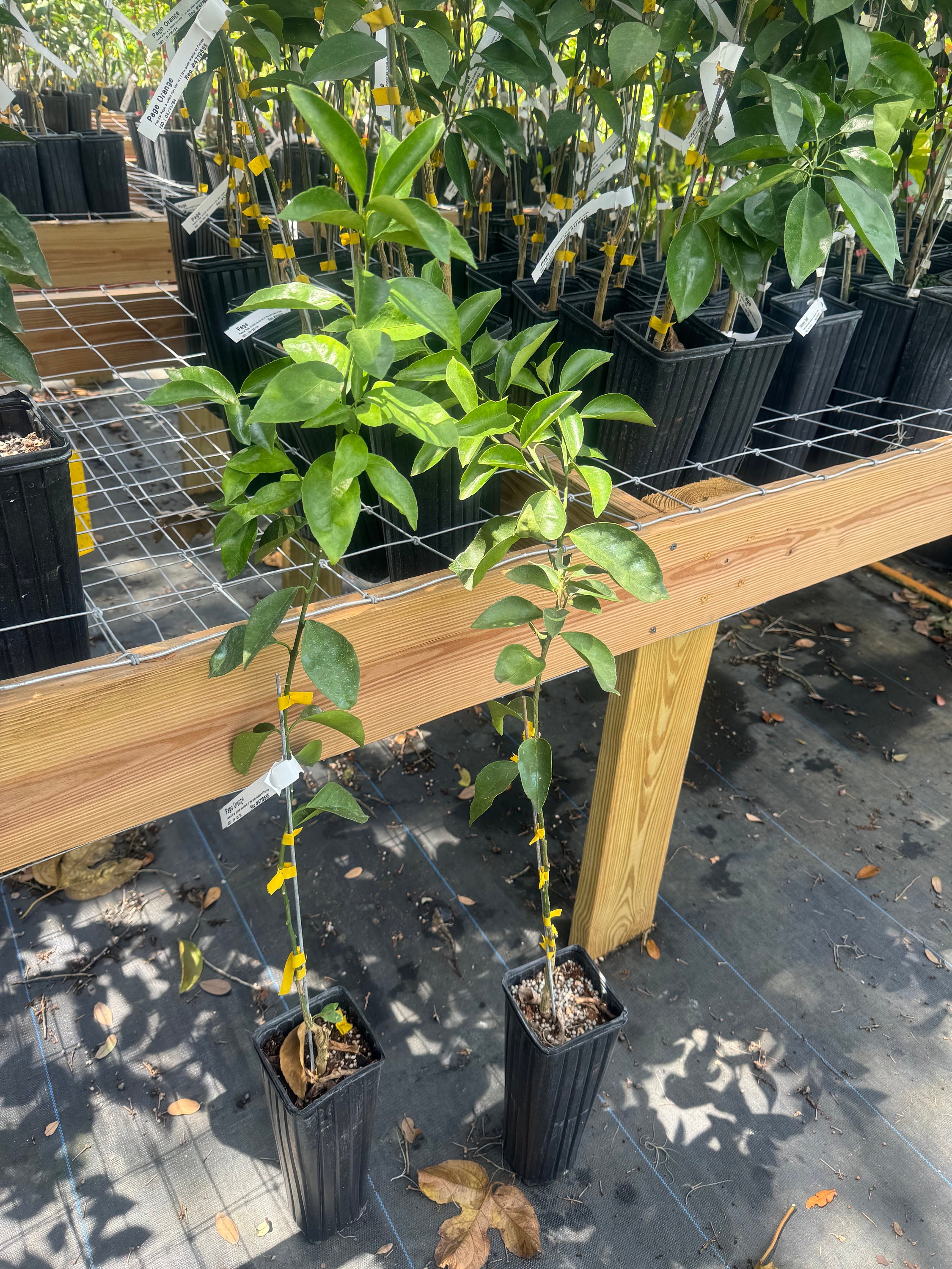 Pages Mandarin Orange Tree 3ft & up Tall Grafted Tree. - Etsy