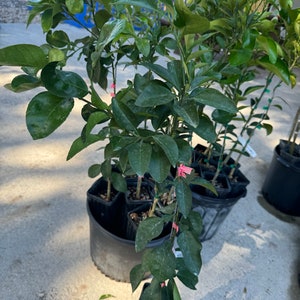 Pink Grapefruit Tree, 3ft Tall, Grafted Tree .. No Shipping Ca - Etsy