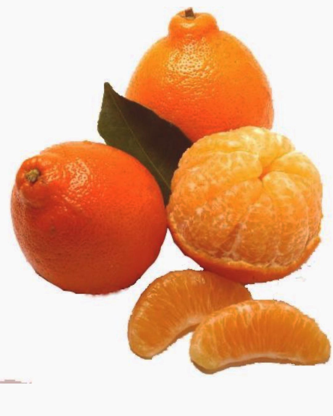 Sweet Honeybell Tangelos Tree 3ft Grafted Tree. No Ship to Ca. - Etsy