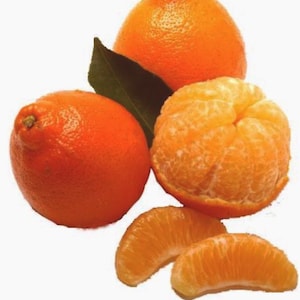 Sweet Honeybell Tangelos Tree 3ft Grafted Tree. No Ship to Ca. - Etsy