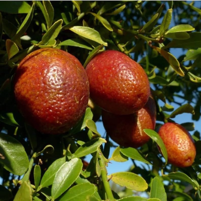 Red Lime Tree (grafted) 3ft Feet Tall.no Ship to California. - Etsy