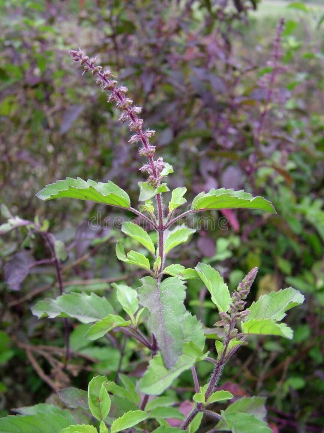 Buy Red Leaf Holy Basil Krishna Tulsi Plants With Flowers 1.5ft Online ...