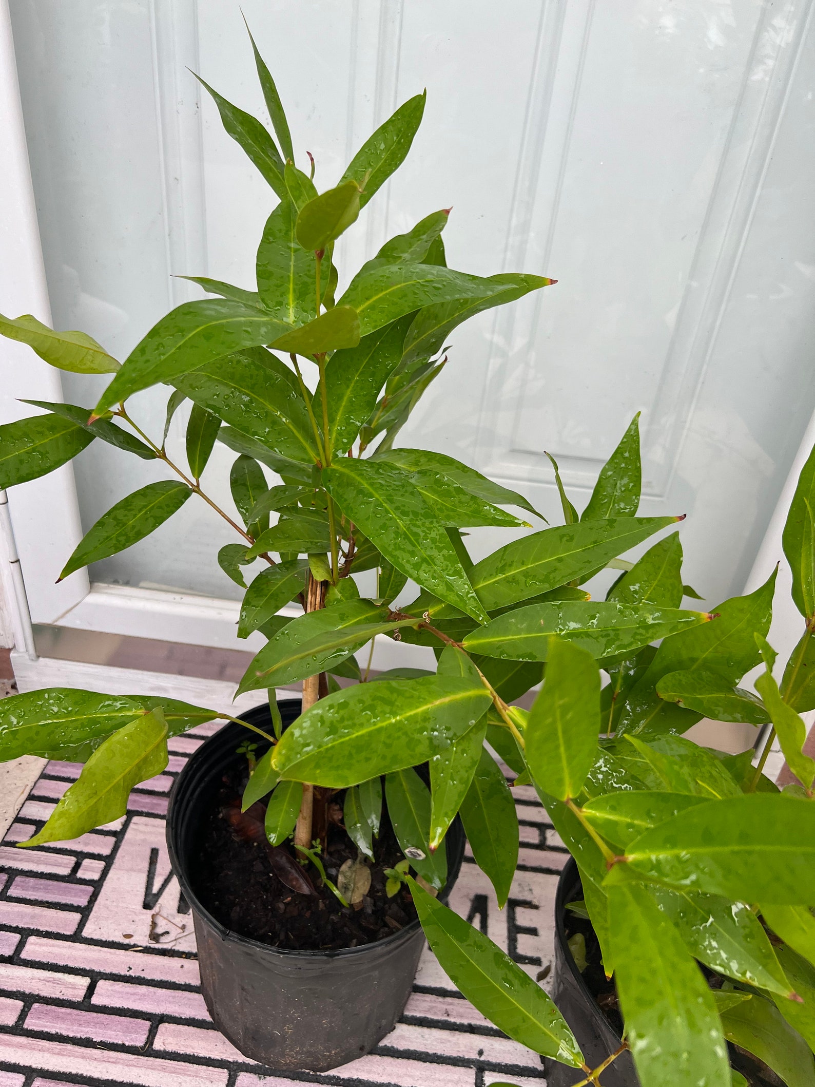 Red Wax Apple- Air Layered Tree Almost 3ft. No Shipping Ca - Etsy