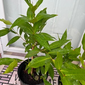 Red Wax Apple- Air Layered Tree Almost 3ft. No Shipping Ca - Etsy