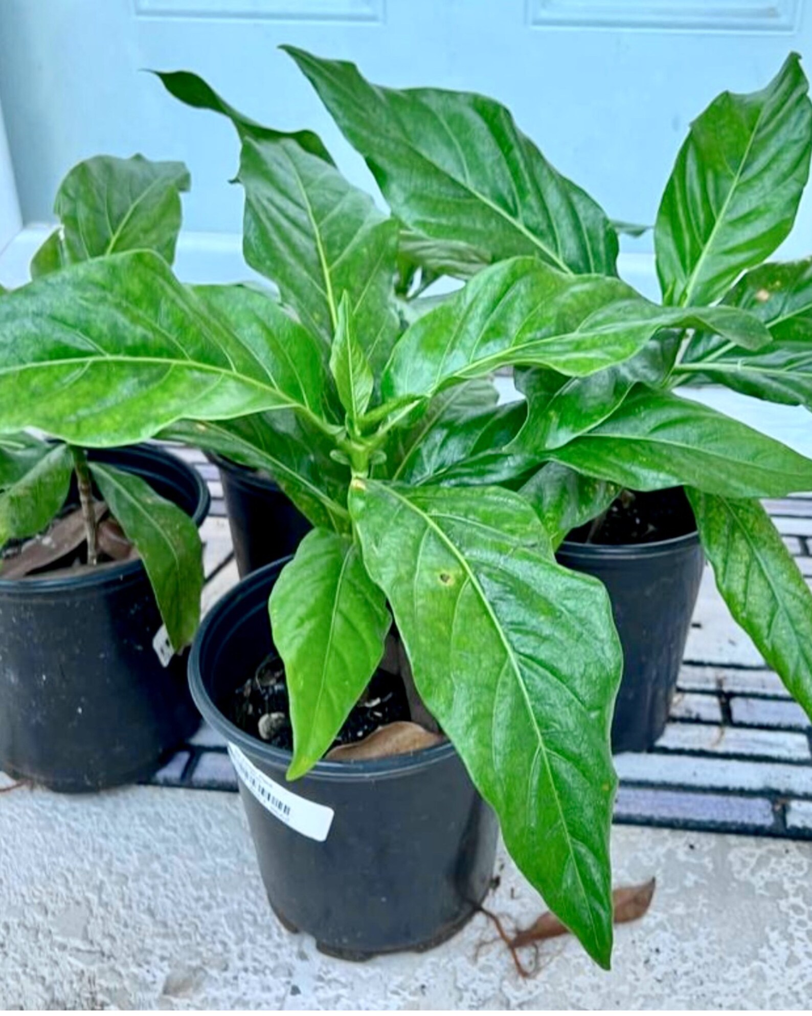 Hawaiian Organic Noni Tree 1ft & Up - Etsy