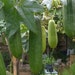Luffa ,smooth Patola, Sponge Gourd..grow Your Own Luffa 30+seeds. - Etsy