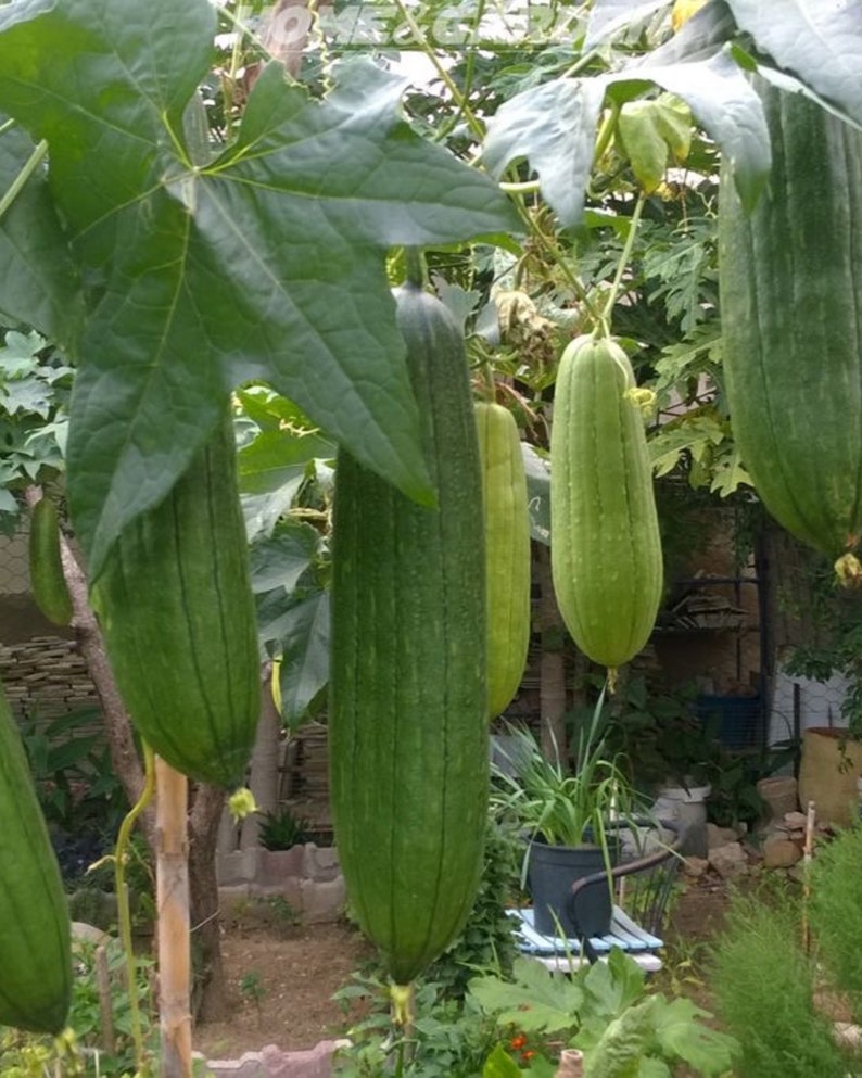 Luffa ,smooth Patola, Sponge Gourd..grow Your Own Luffa 30+seeds. - Etsy