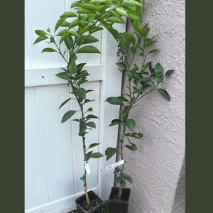 3ft Grafted Valencia Orange Tree: Sweetest Oranges. No Ship to CA. - Etsy