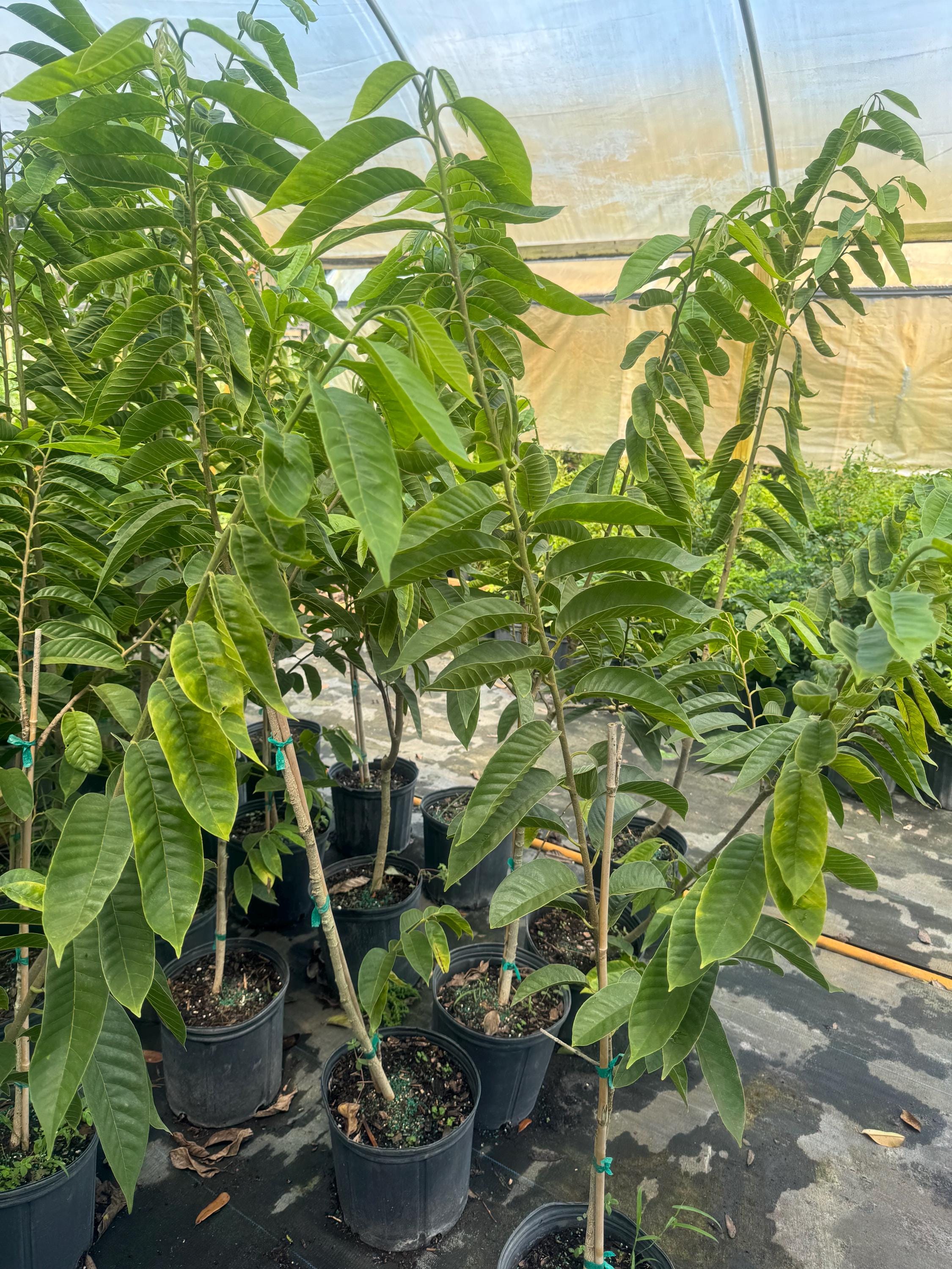 Red Custard Apple Tree - Annona Reticulata -3ft Tall, No Ship to CA. - Etsy