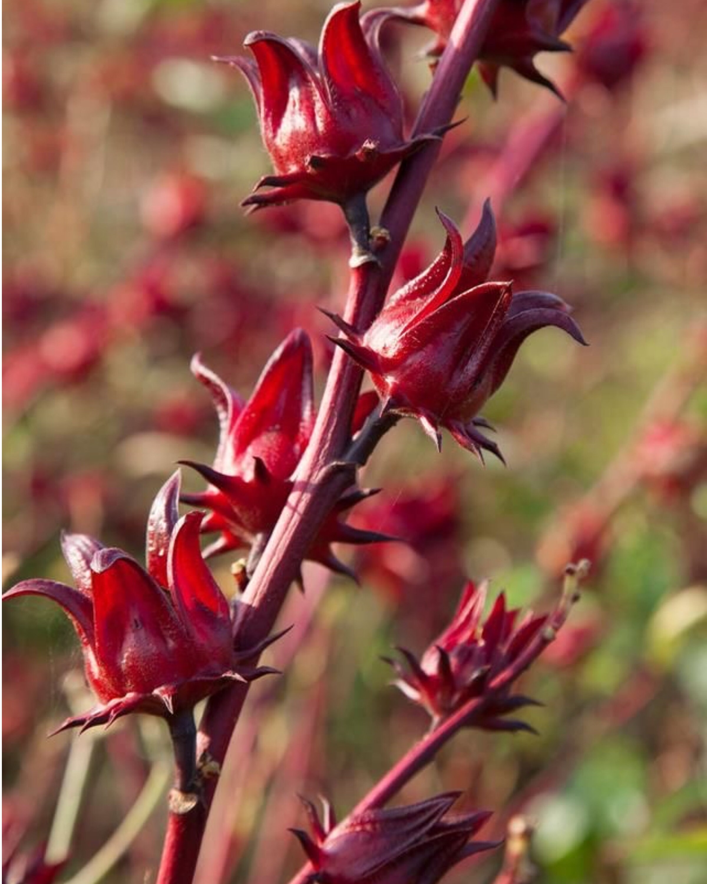 Roselle/red Sorrel/jamaican Sorrel 30+ Seeds - Etsy