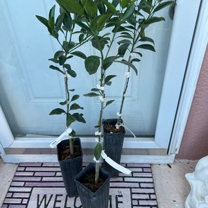 Ponkan Mandarin Grafted Tree (citrus Reticulata) - Chinese Honey Orange ...