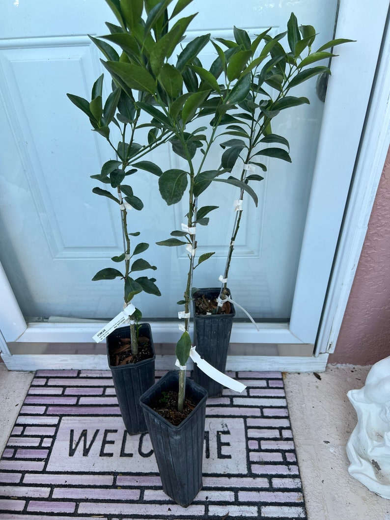 Ponkan Mandarin Grafted Tree (citrus Reticulata) - Chinese Honey Orange ...